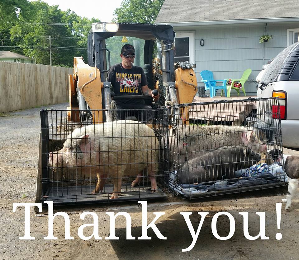 Missouri Hoarder Rescue July 2016 – American Mini Pig Rescue Advocates